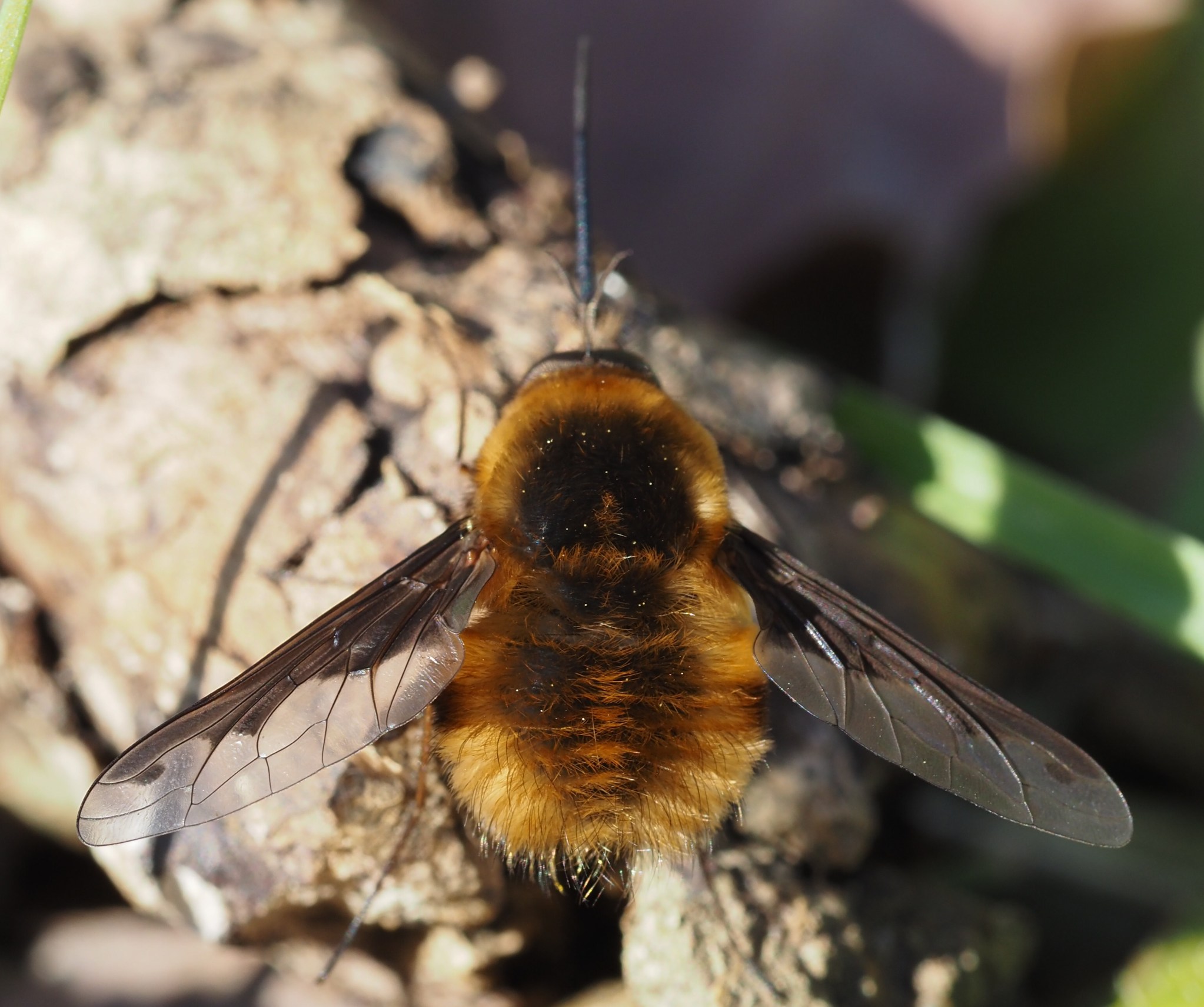 Pin and thrum: two types of primrose – Ray Cannon's nature notes