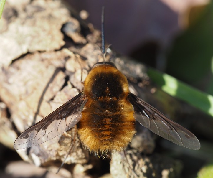 Pin and thrum: two types of primrose – Ray Cannon's nature notes