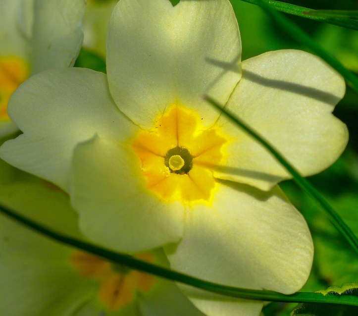 Pin and thrum: two types of primrose – Ray Cannon's nature notes