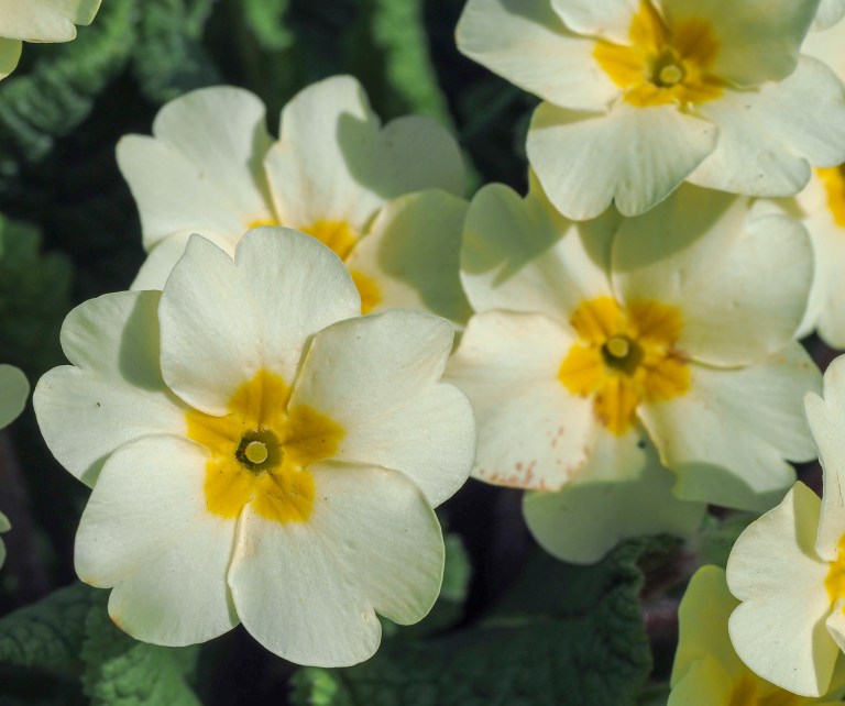 Pin and thrum: two types of primrose – Ray Cannon's nature notes