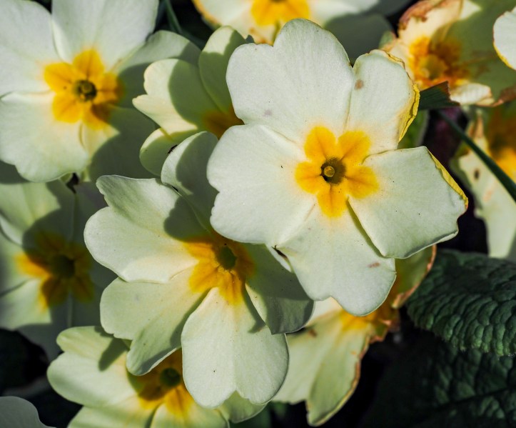 Pin and thrum: two types of primrose – Ray Cannon's nature notes