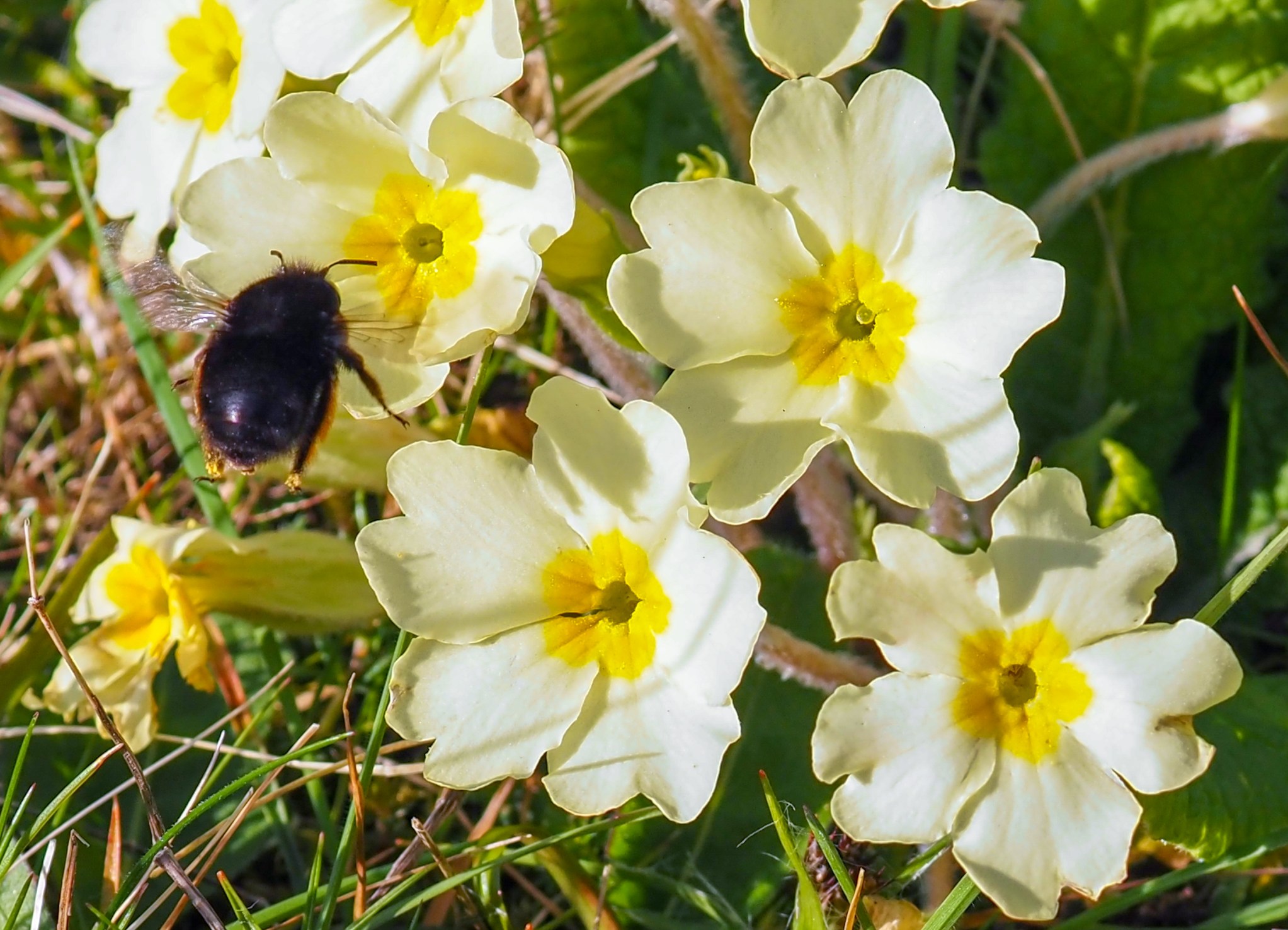 Pin and thrum: two types of primrose – Ray Cannon's nature notes