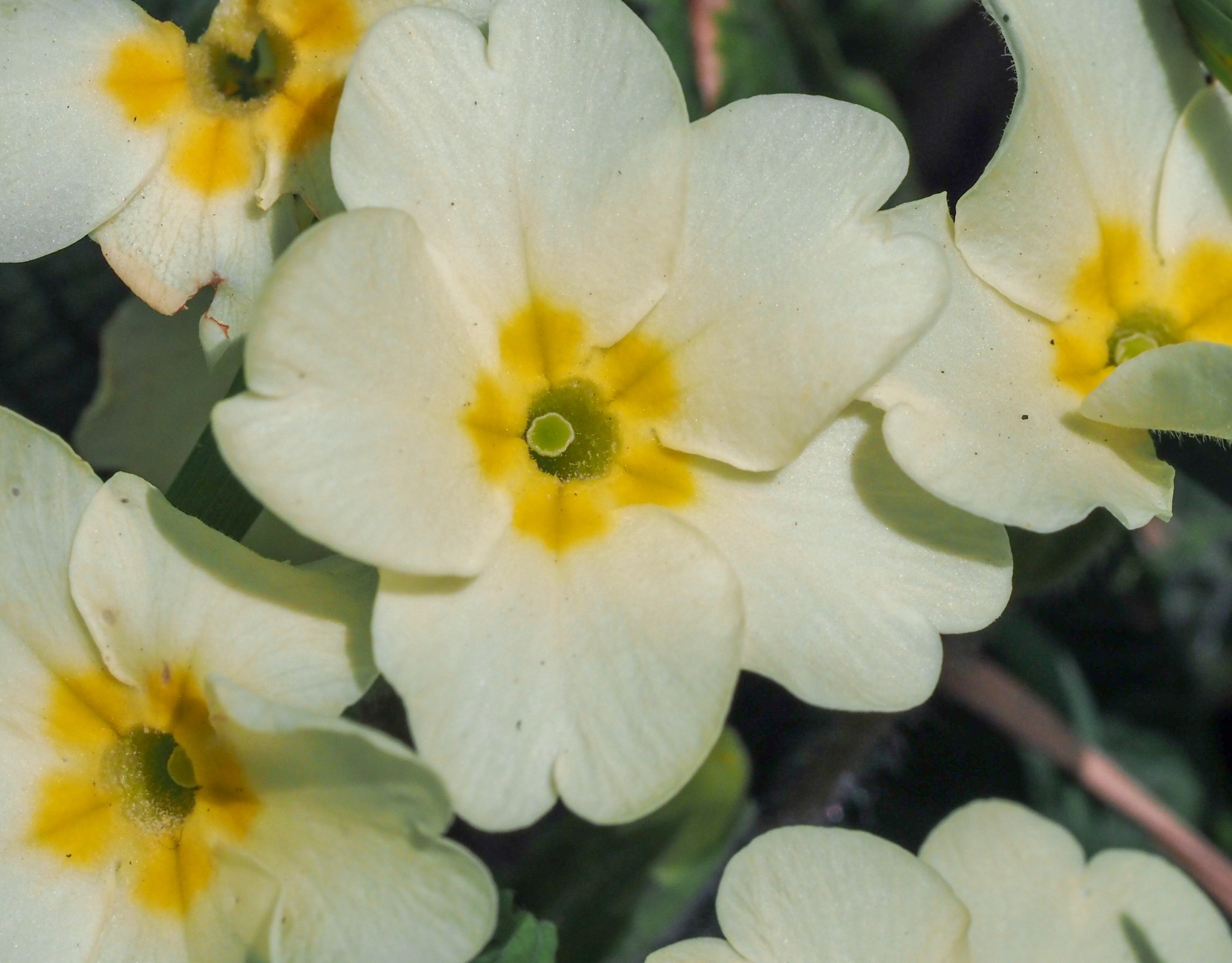 Pin and thrum: two types of primrose – Ray Cannon's nature notes