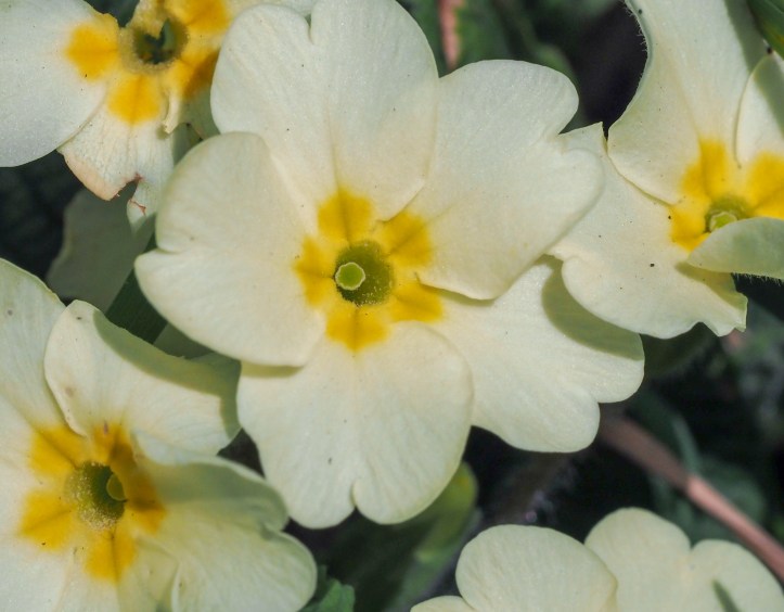 Pin and thrum: two types of primrose – Ray Cannon's nature notes
