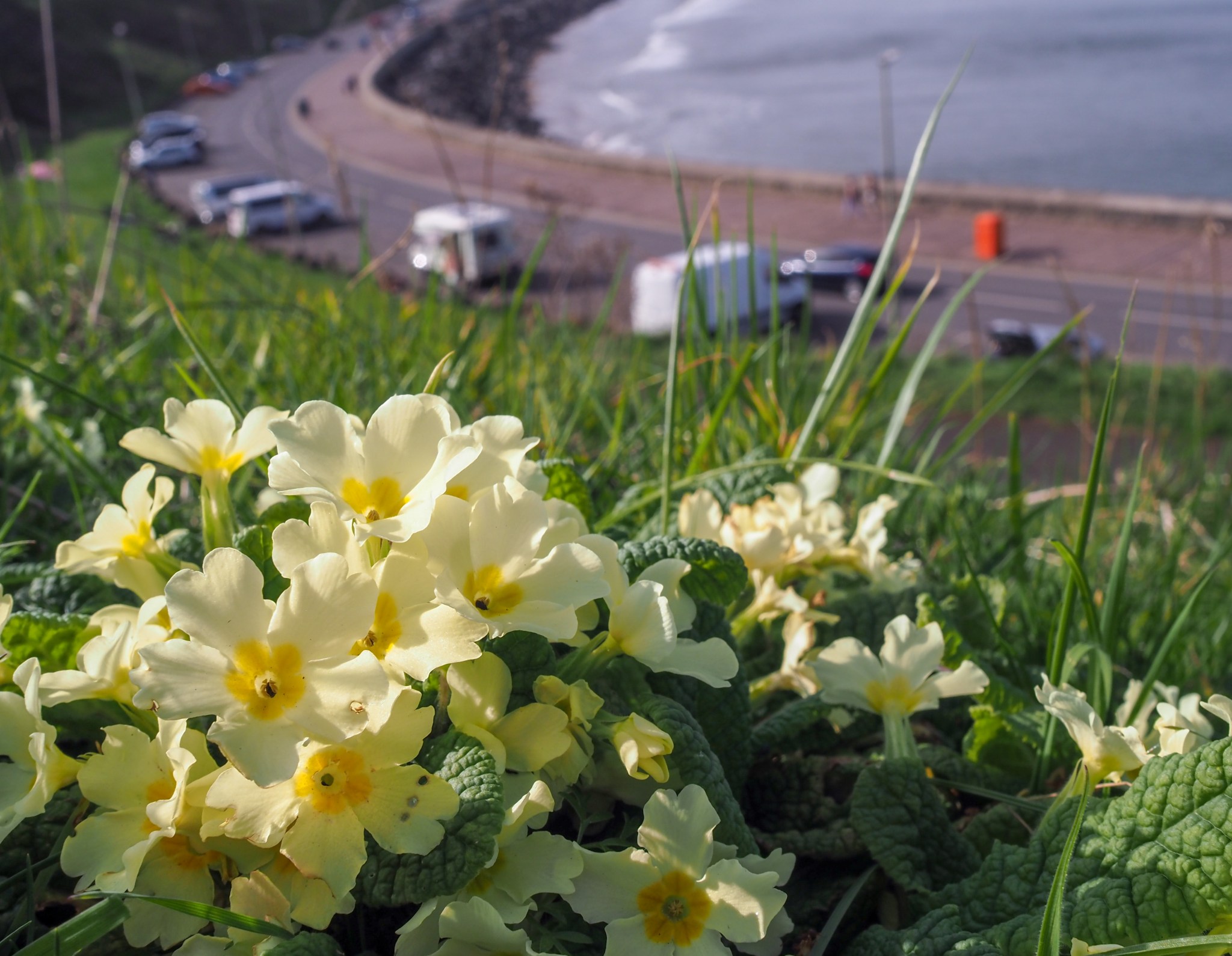 Pin and thrum: two types of primrose – Ray Cannon's nature notes