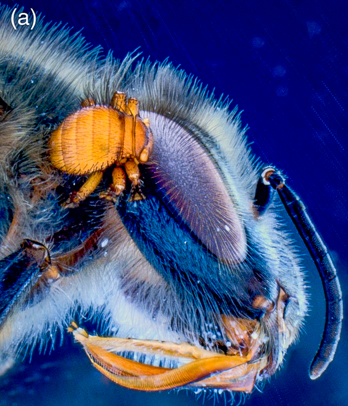 Hanging on for dear life! Bee lice – Ray Cannon's nature notes