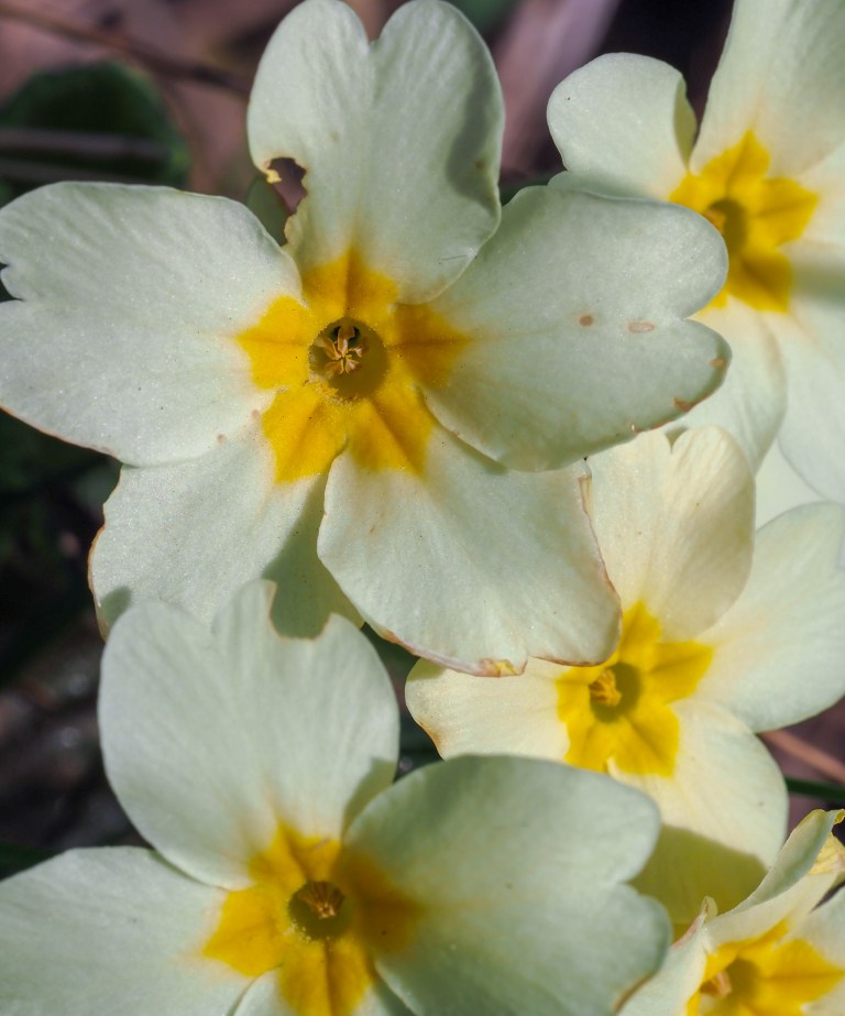 Pin and thrum: two types of primrose – Ray Cannon's nature notes