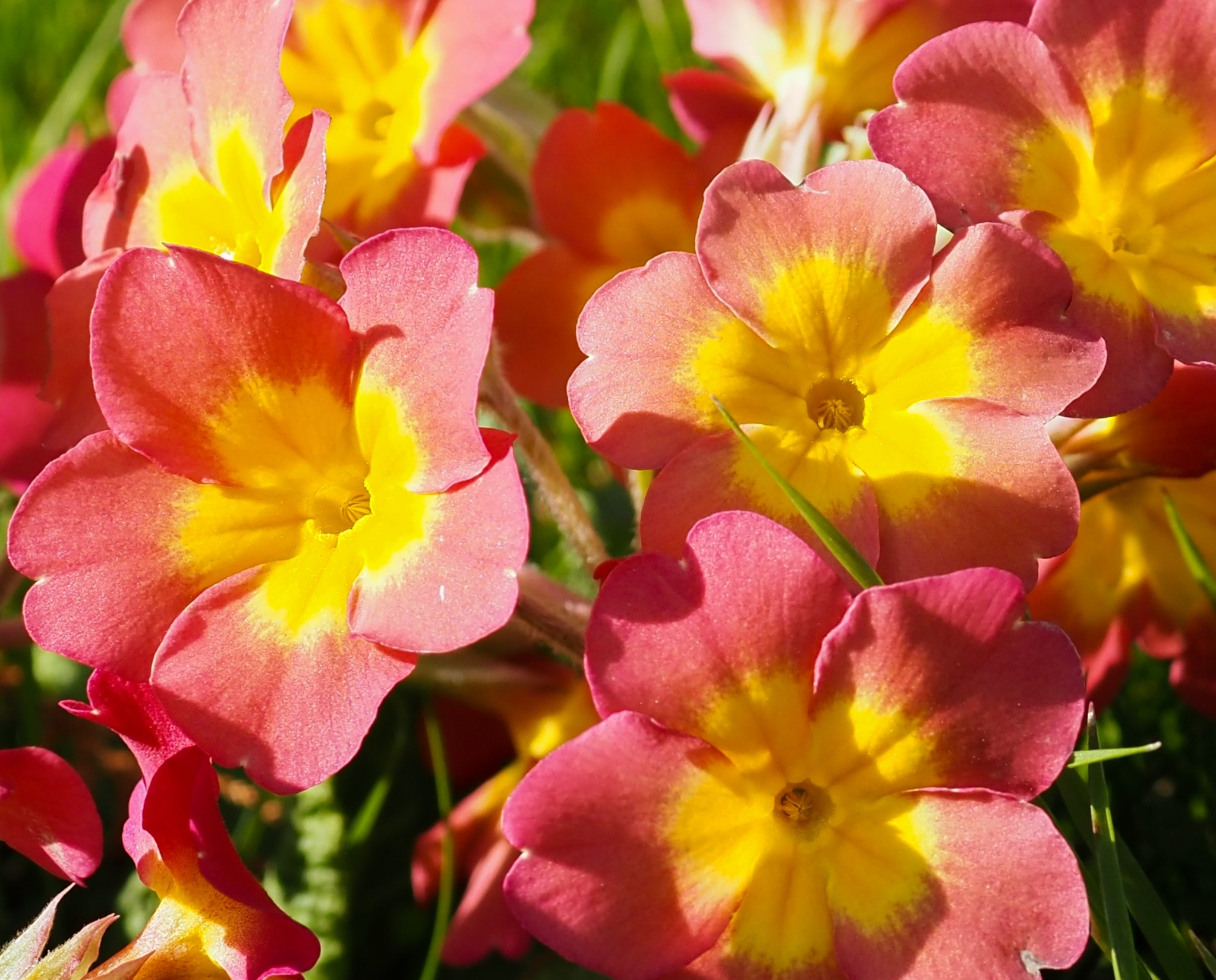 Pin and thrum: two types of primrose – Ray Cannon's nature notes