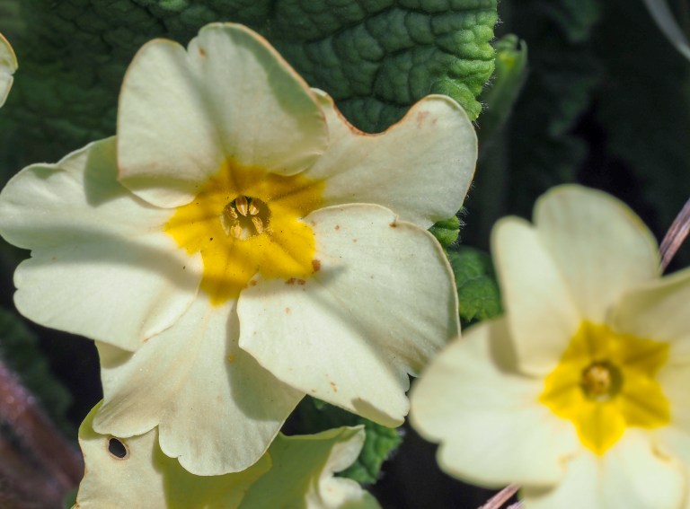 Pin and thrum: two types of primrose – Ray Cannon's nature notes