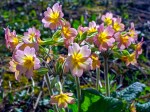 Pin and thrum: two types of primrose – Ray Cannon's nature notes