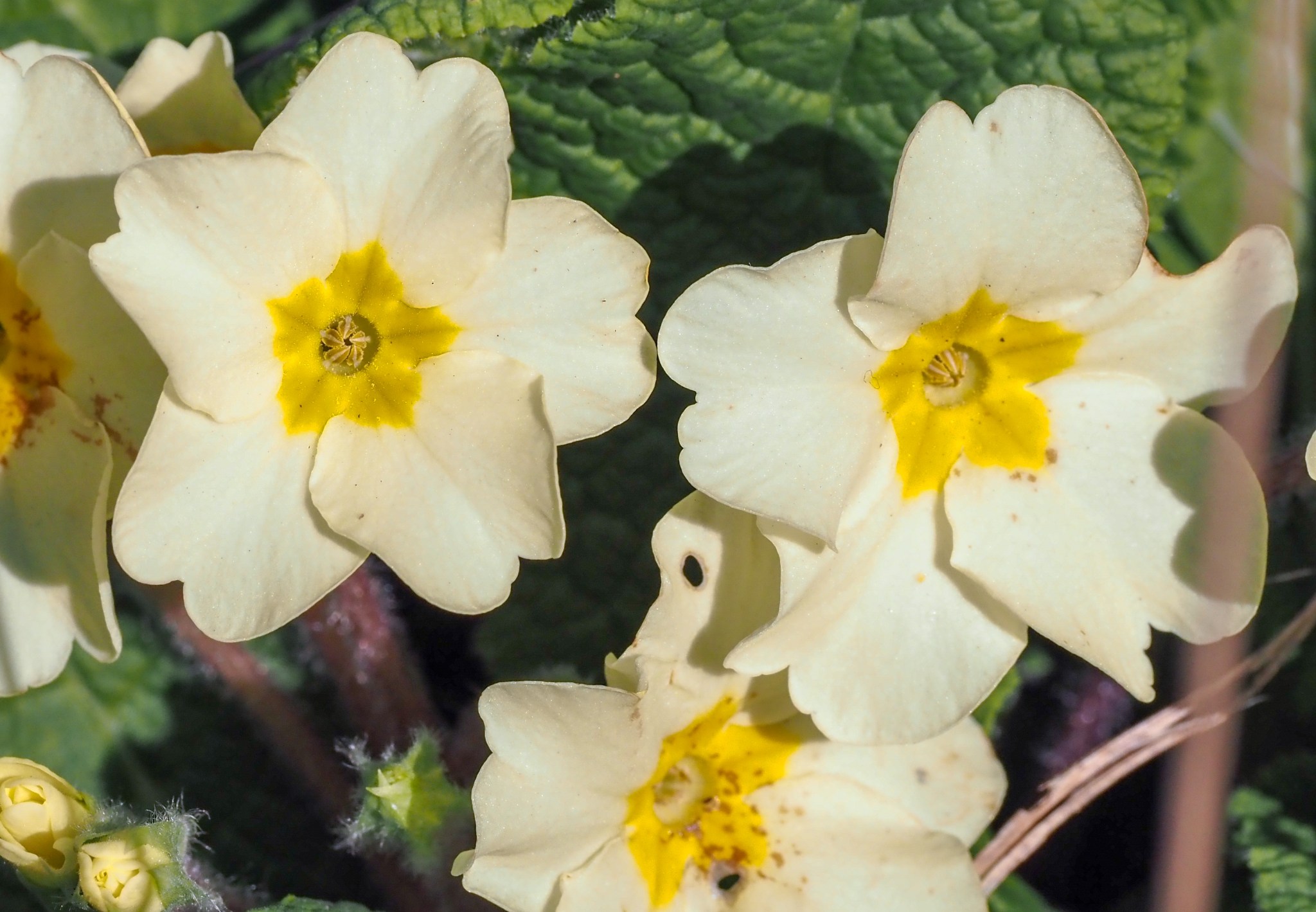 Pin and thrum: two types of primrose – Ray Cannon's nature notes