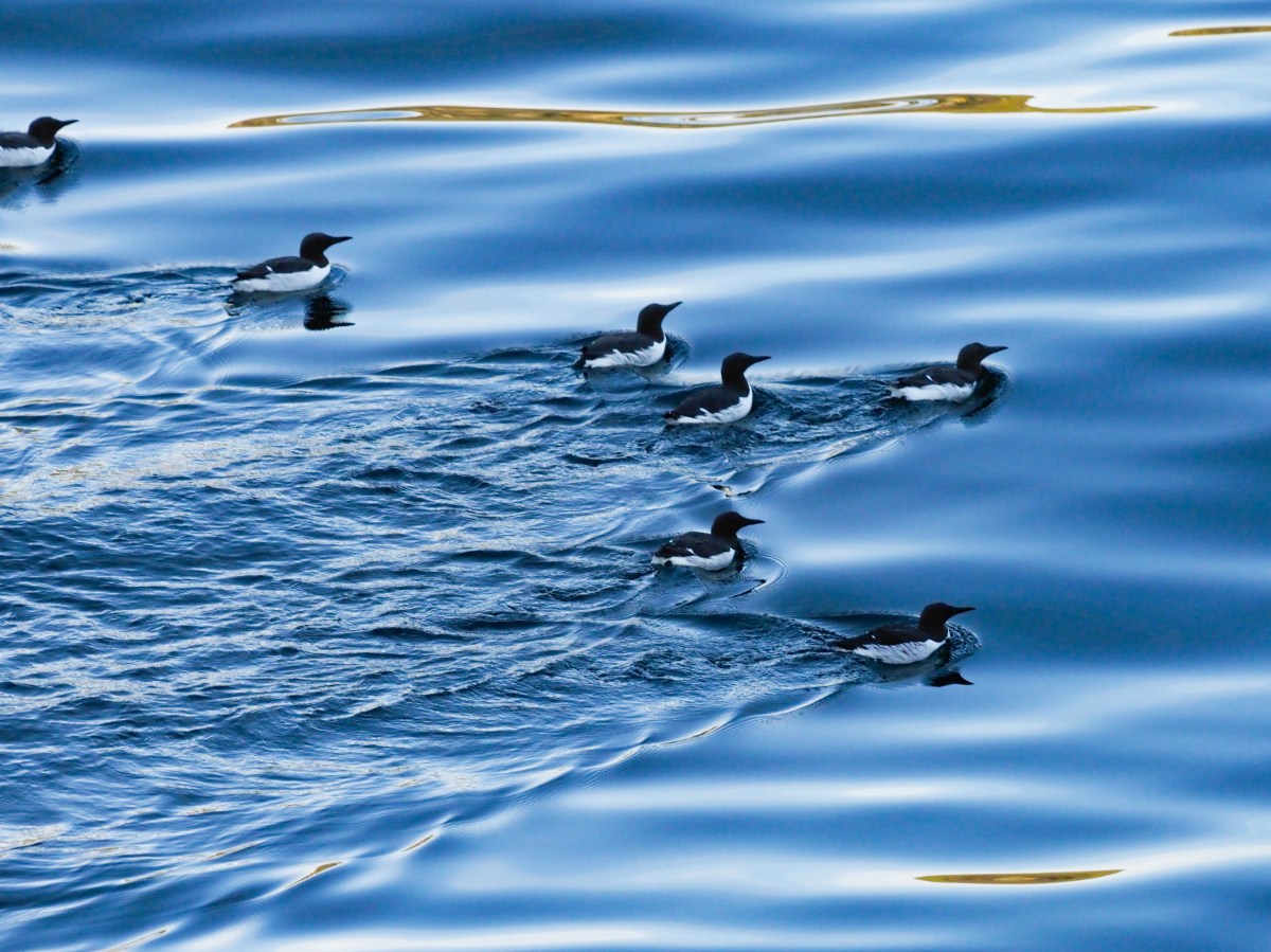 Seabirds of Rathlin Island (NI) – Ray Cannon's nature notes