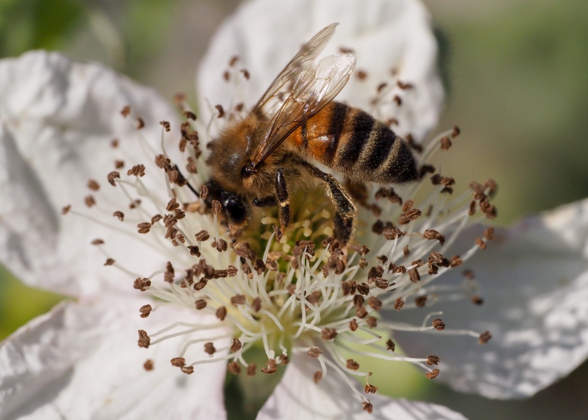 Bees on bramble flowers – Ray Cannon's nature notes