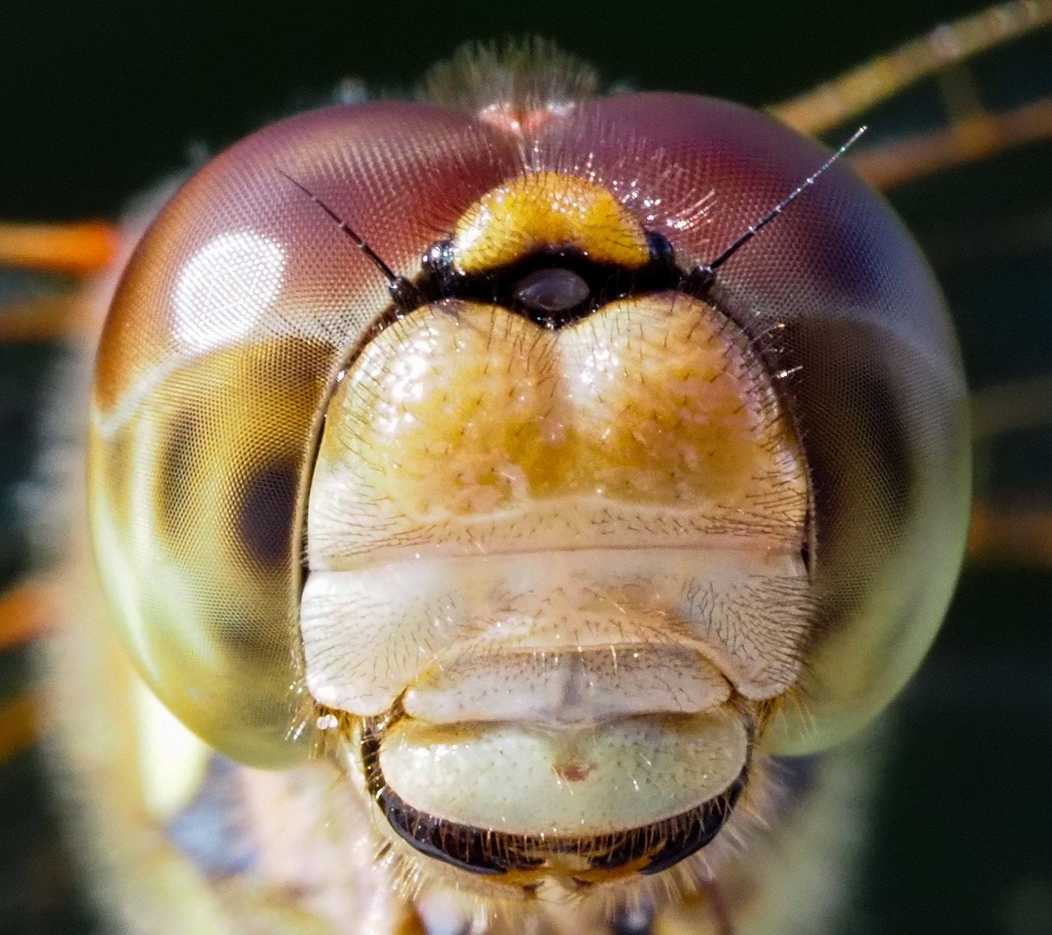 Dragonfly vision and prey catching – Ray Cannon's nature notes