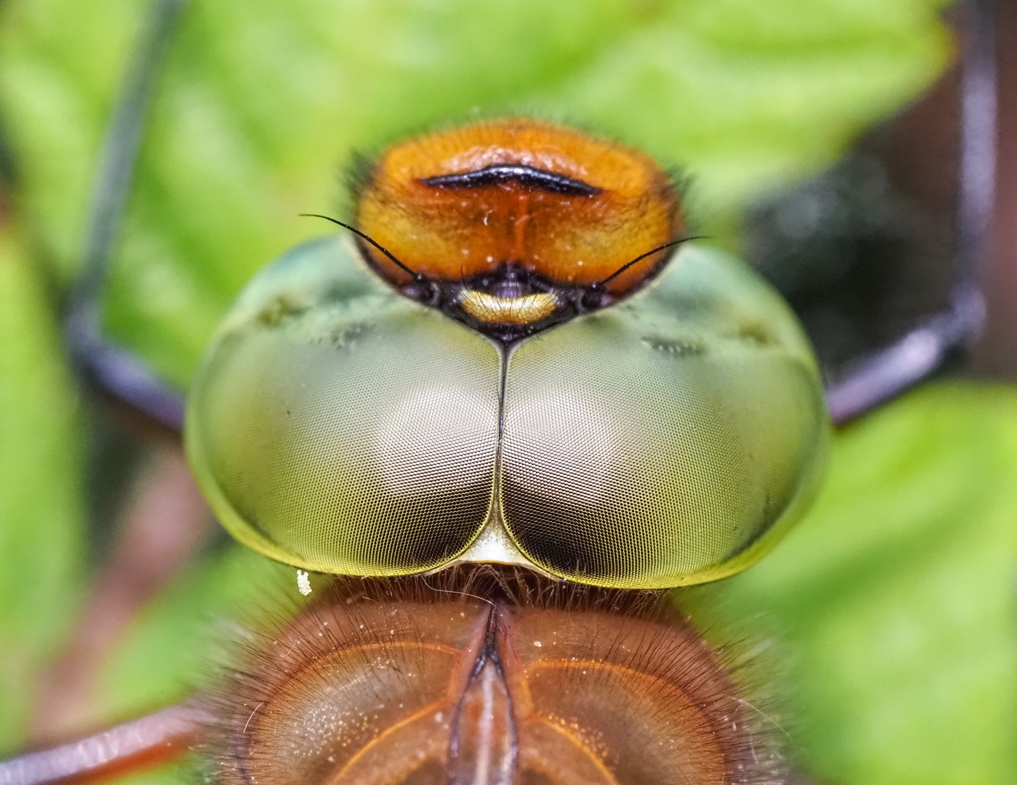 Dragonfly vision and prey catching – Ray Cannon's nature notes