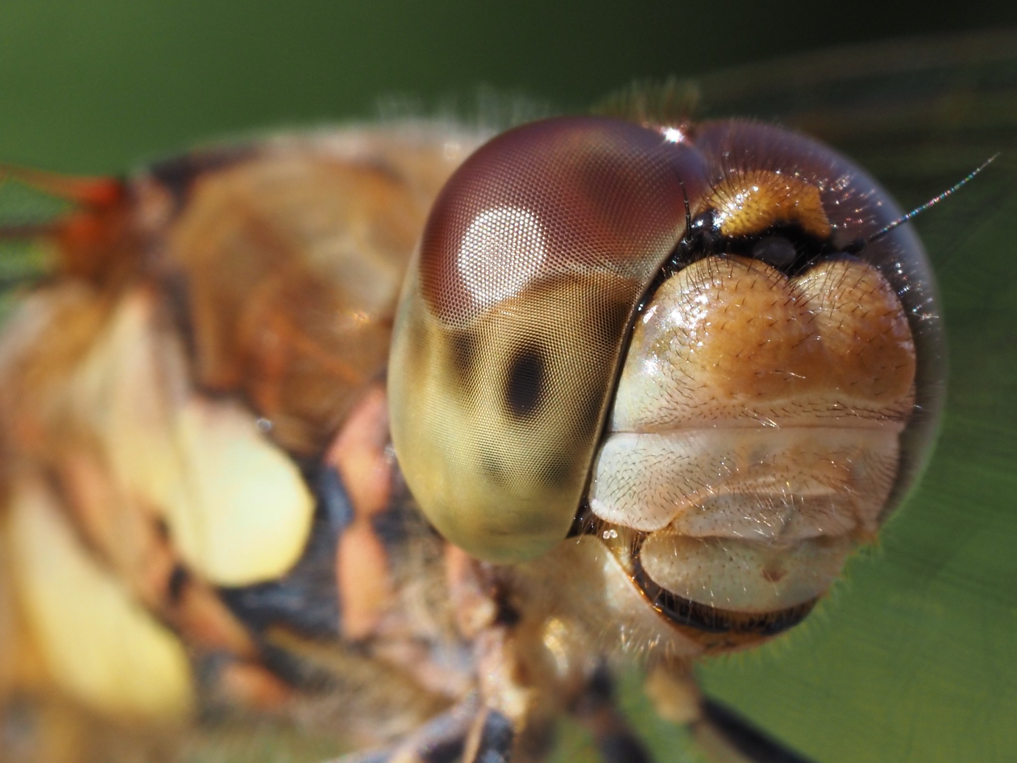 Dragonfly vision and prey catching – Ray Cannon's nature notes