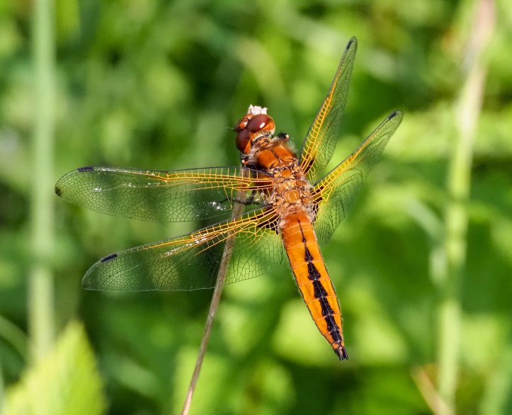 Dragonfly vision and prey catching – Ray Cannon's nature notes