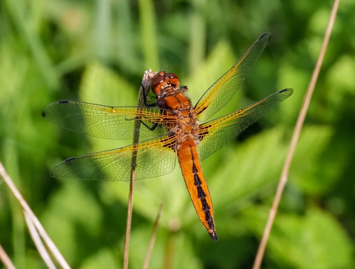 Dragonfly vision and prey catching – Ray Cannon's nature notes