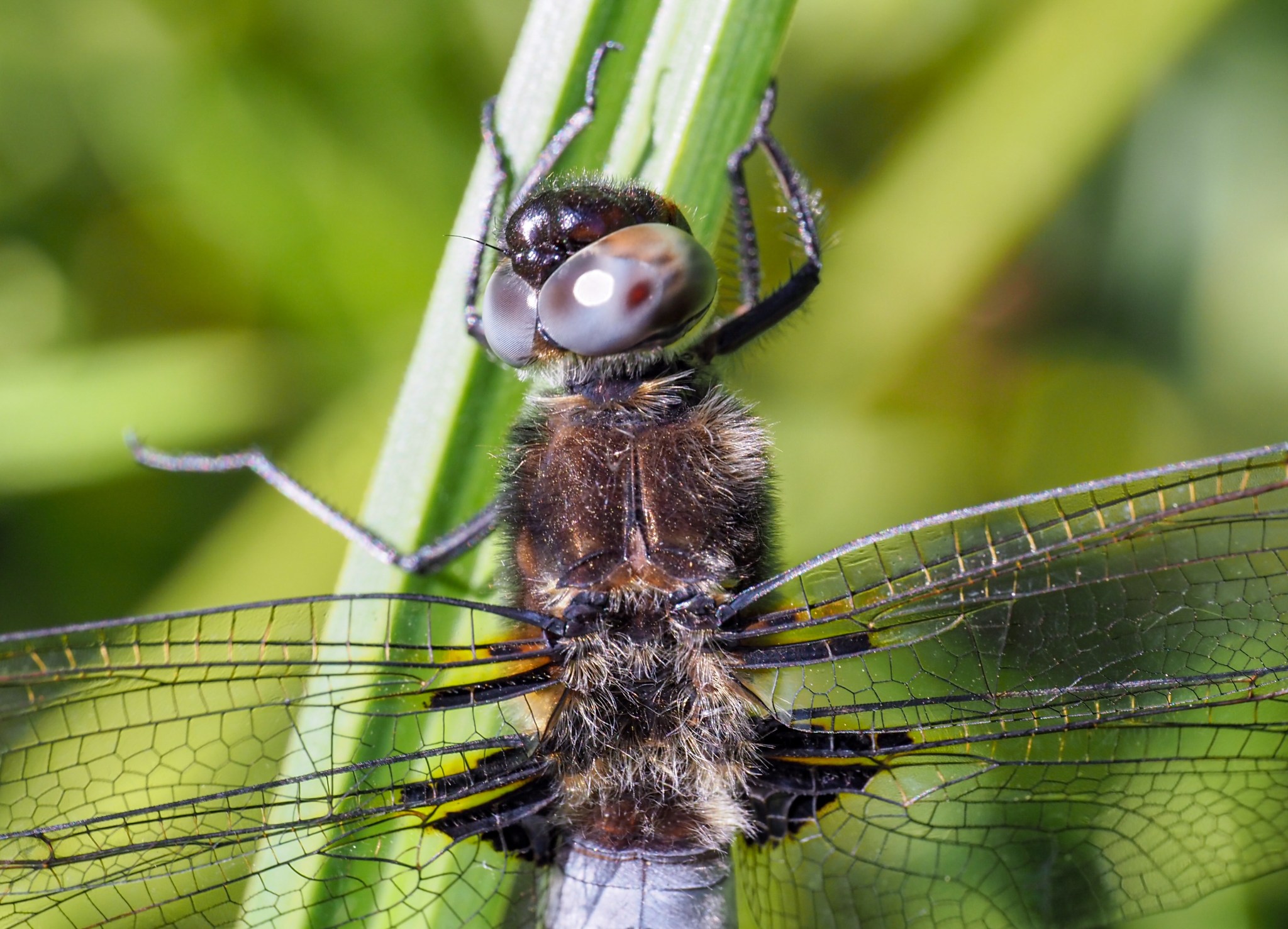 Dragonfly vision and prey catching – Ray Cannon's nature notes