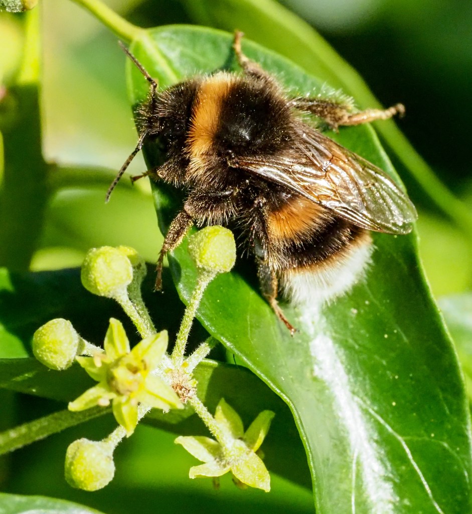 The ivy league! Insects nectaring on Hedera helix. – Ray Cannon's ...