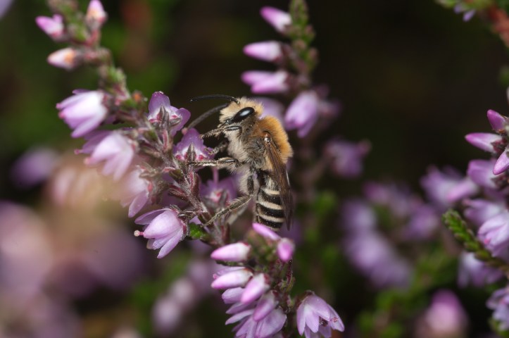 Beautiful newcomers: ivy bees – Ray Cannon's nature notes