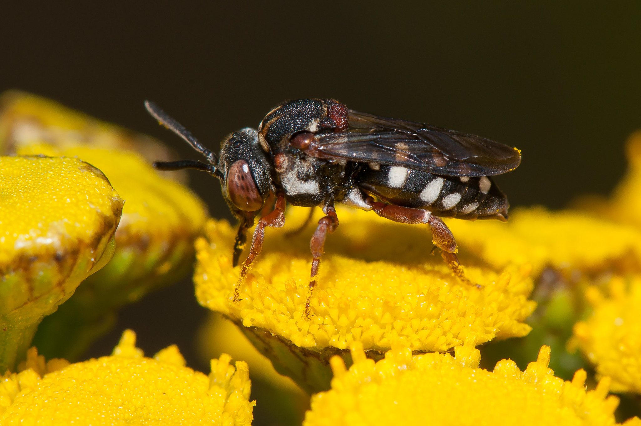 Beautiful newcomers: ivy bees – Ray Cannon's nature notes