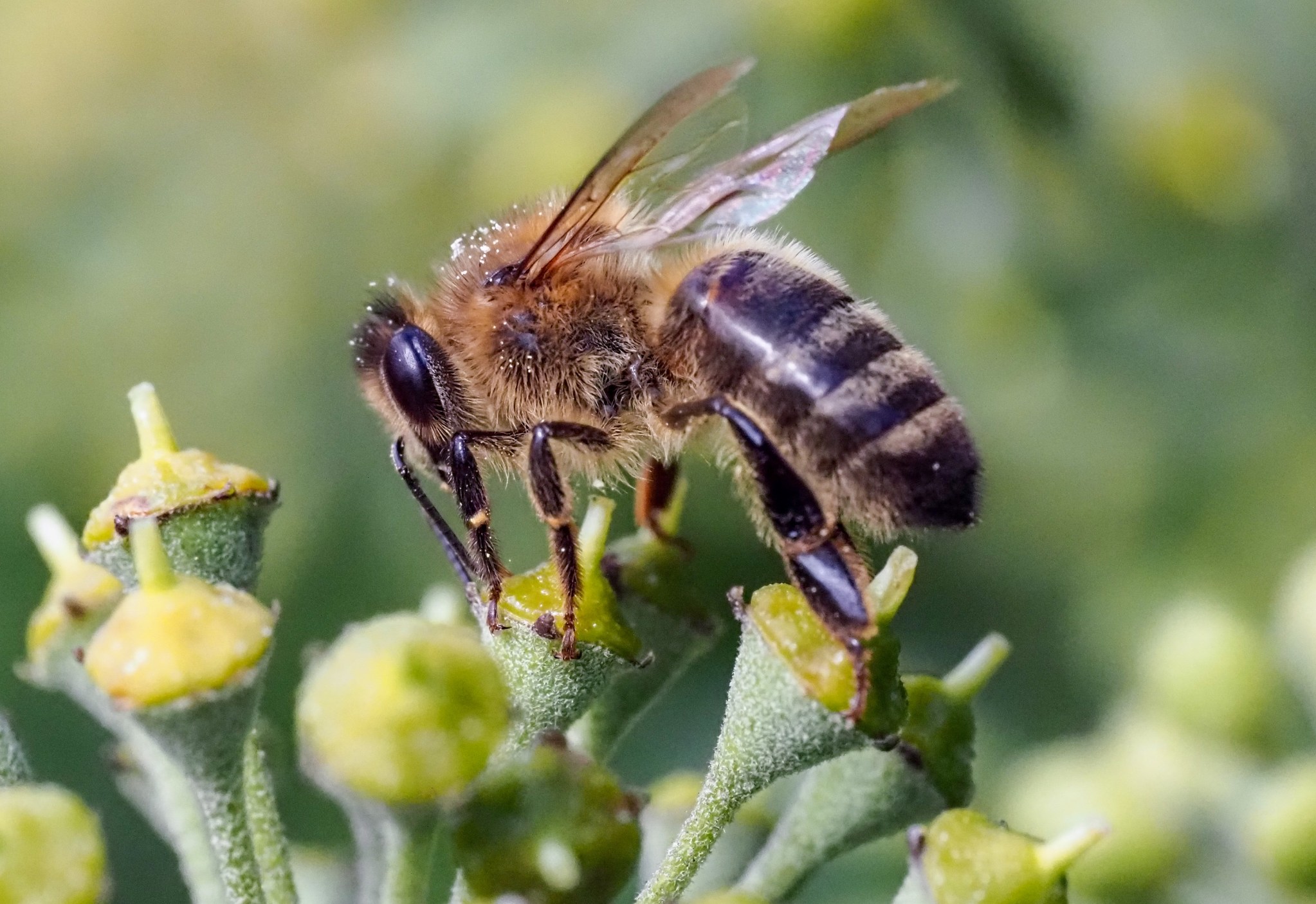 Beautiful newcomers: ivy bees – Ray Cannon's nature notes