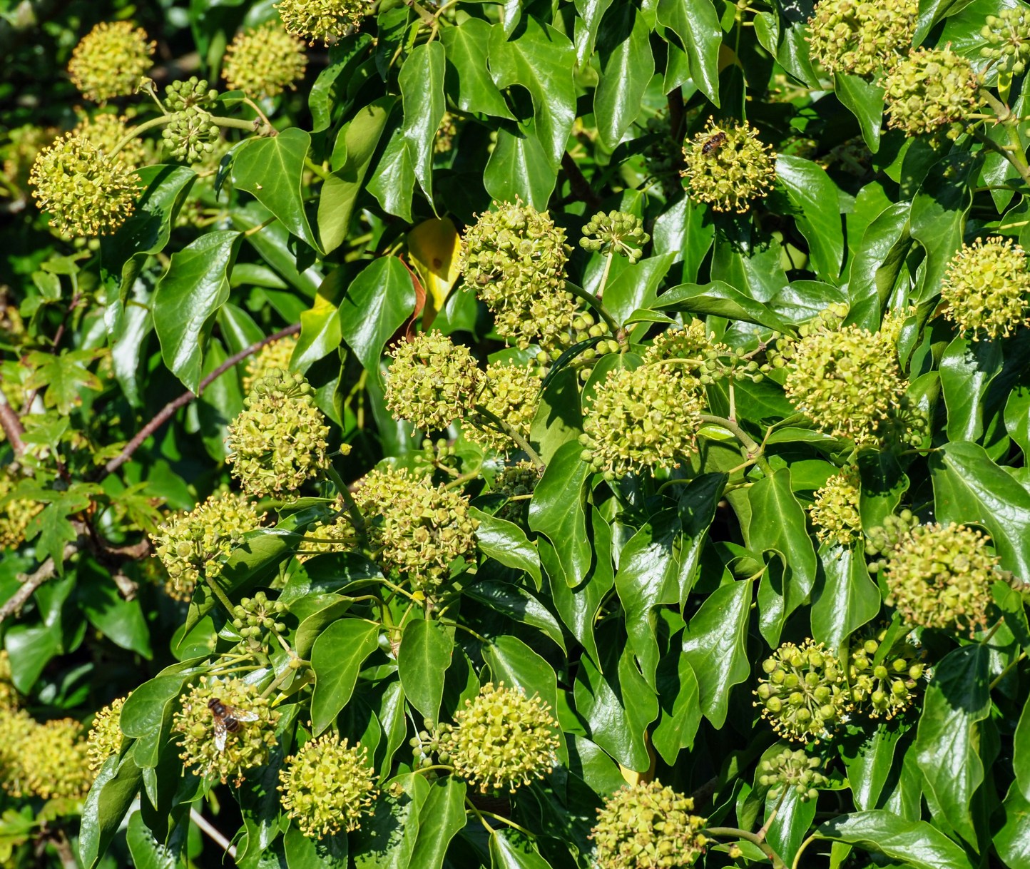 Beautiful newcomers: ivy bees – Ray Cannon's nature notes