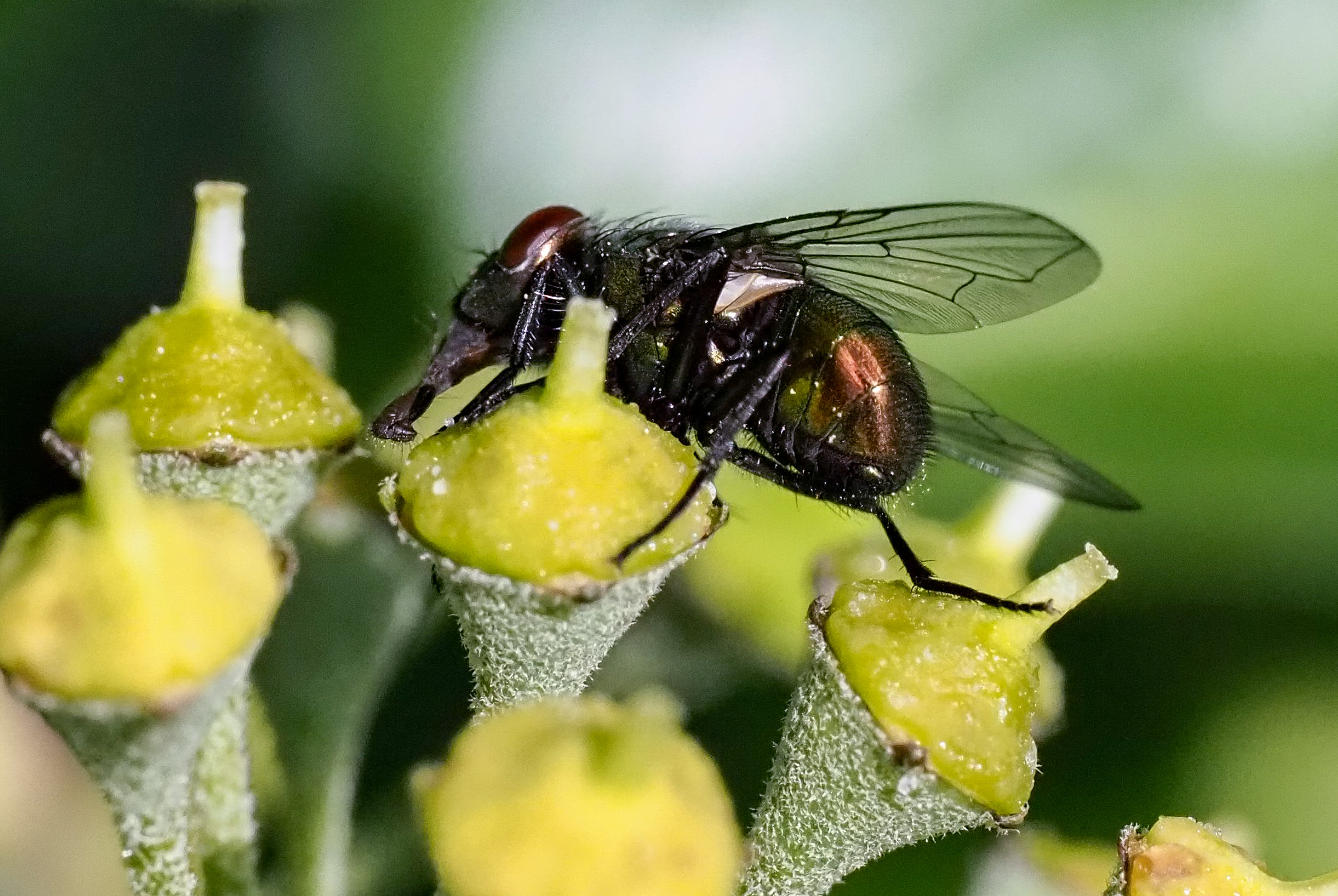 The ivy league! Insects nectaring on Hedera helix. – Ray Cannon's ...