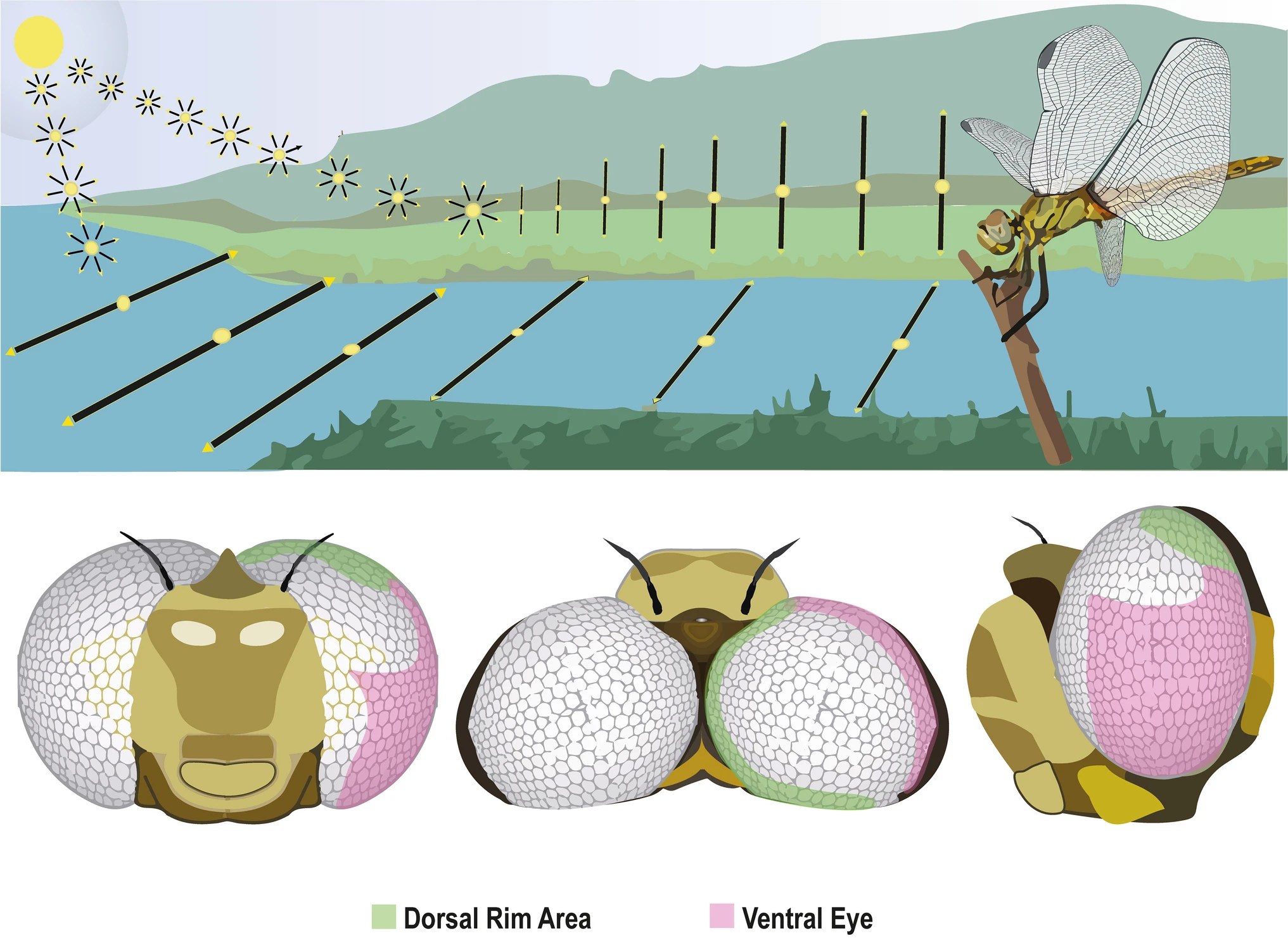 Dragonfly vision and prey catching – Ray Cannon's nature notes