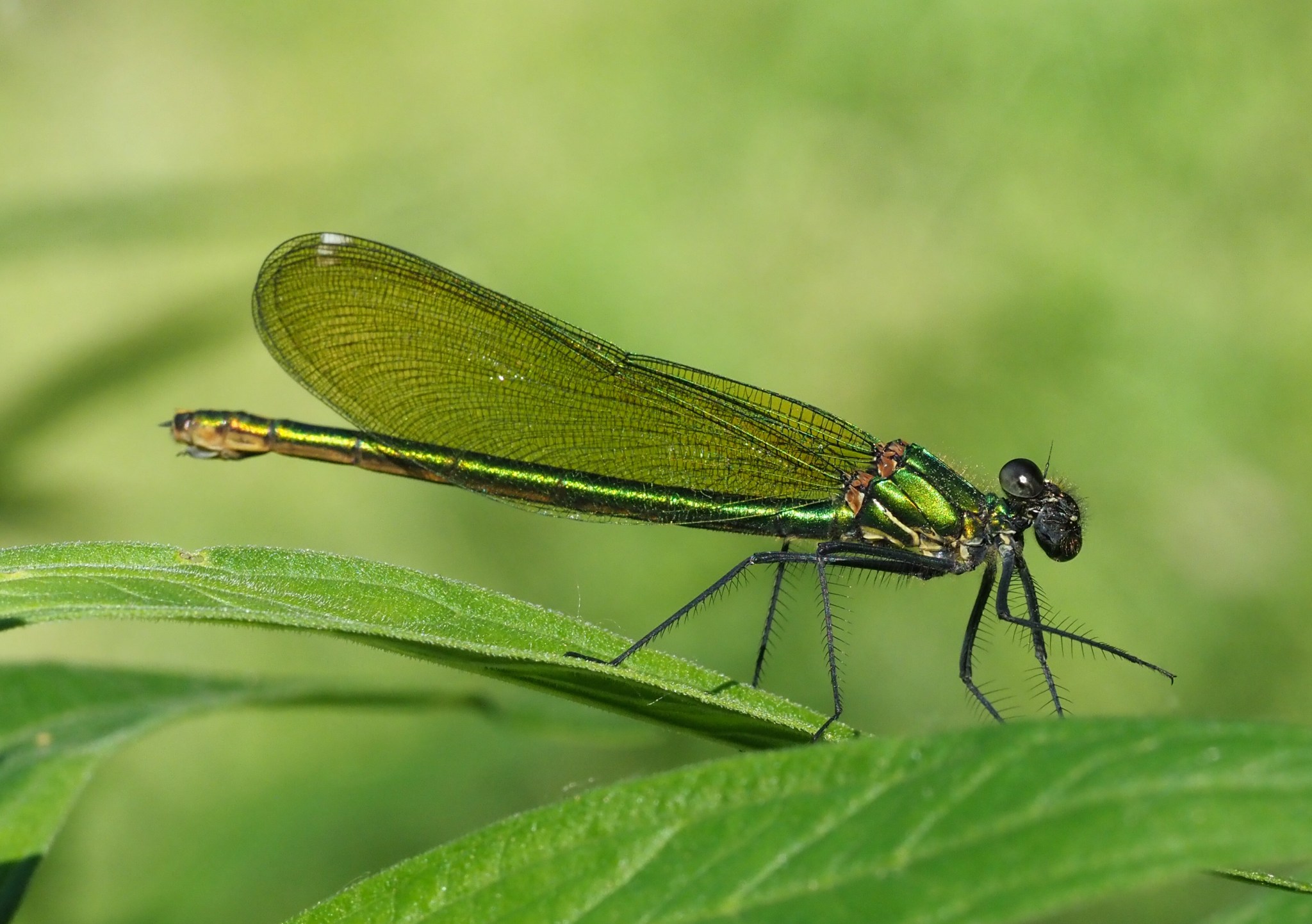 Dragonfly vision and prey catching – Ray Cannon's nature notes