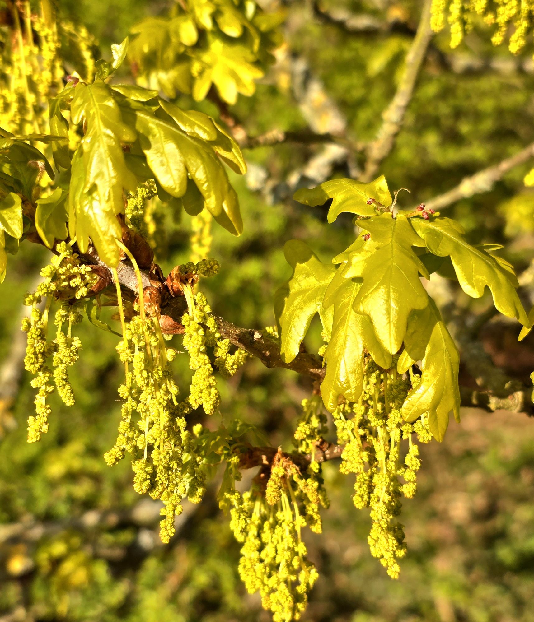 An oak tree bursting into flower! – Ray Cannon's nature notes