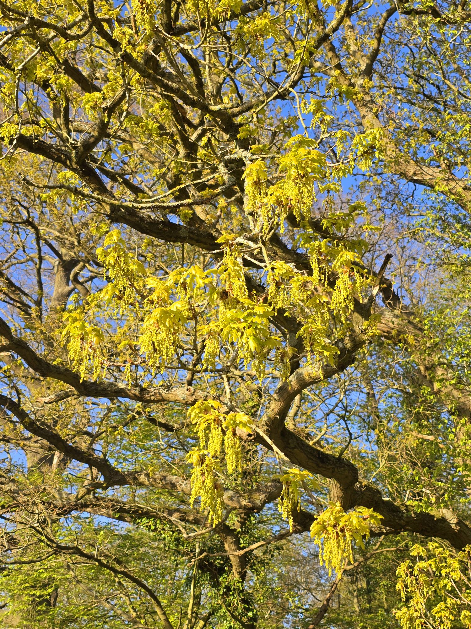 An oak tree bursting into flower! – Ray Cannon's nature notes