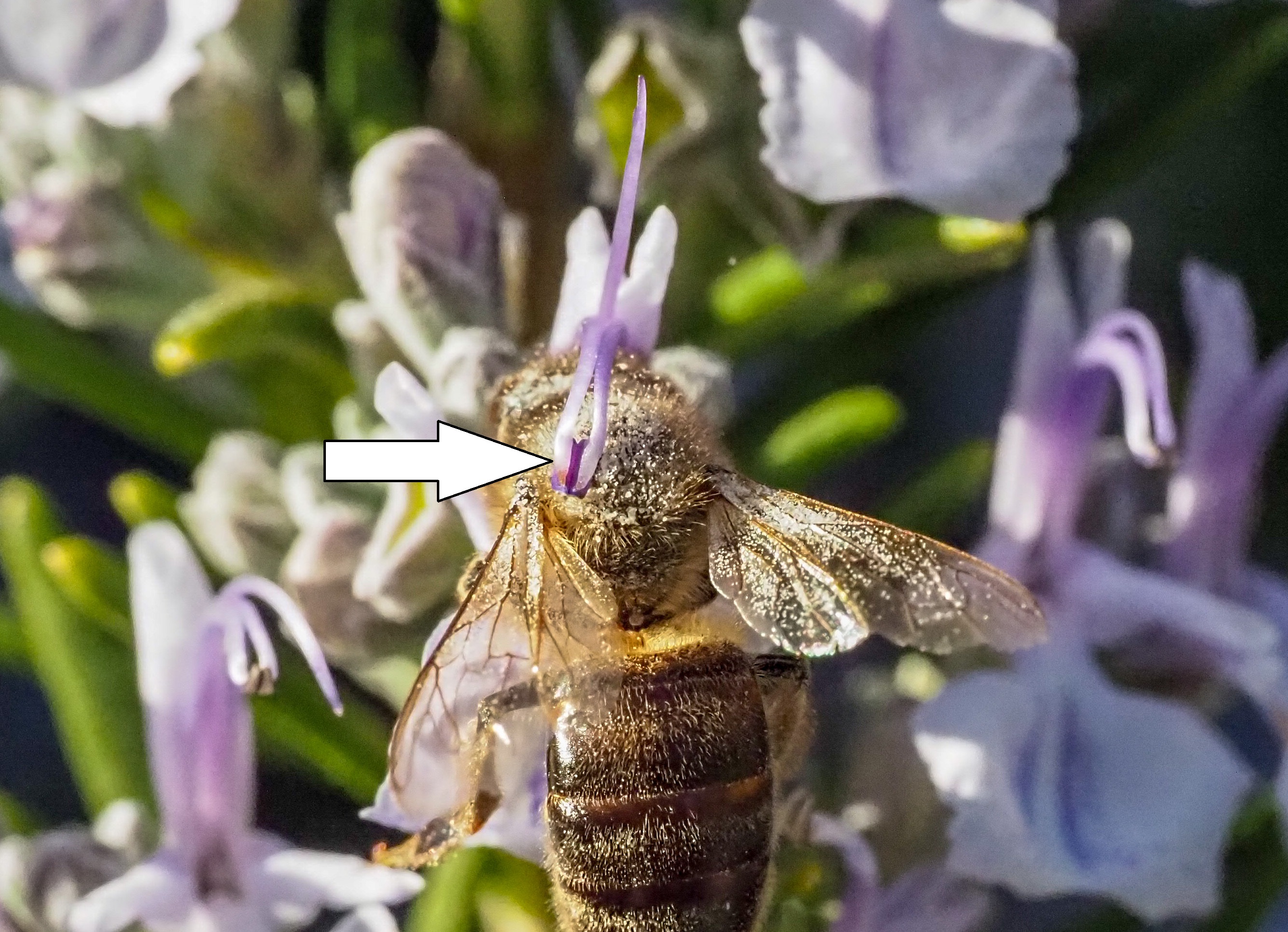 Rosemary flowers: well designed pollen dusters! – Ray Cannon's nature notes