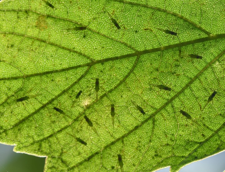 Sycamore aphids on buds and new leaves – Ray Cannon's nature notes