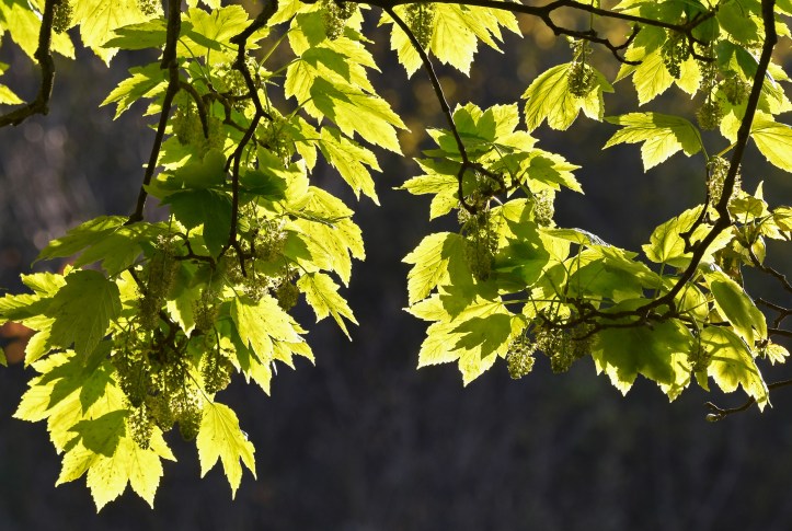 Sycamore aphids on buds and new leaves – Ray Cannon's nature notes