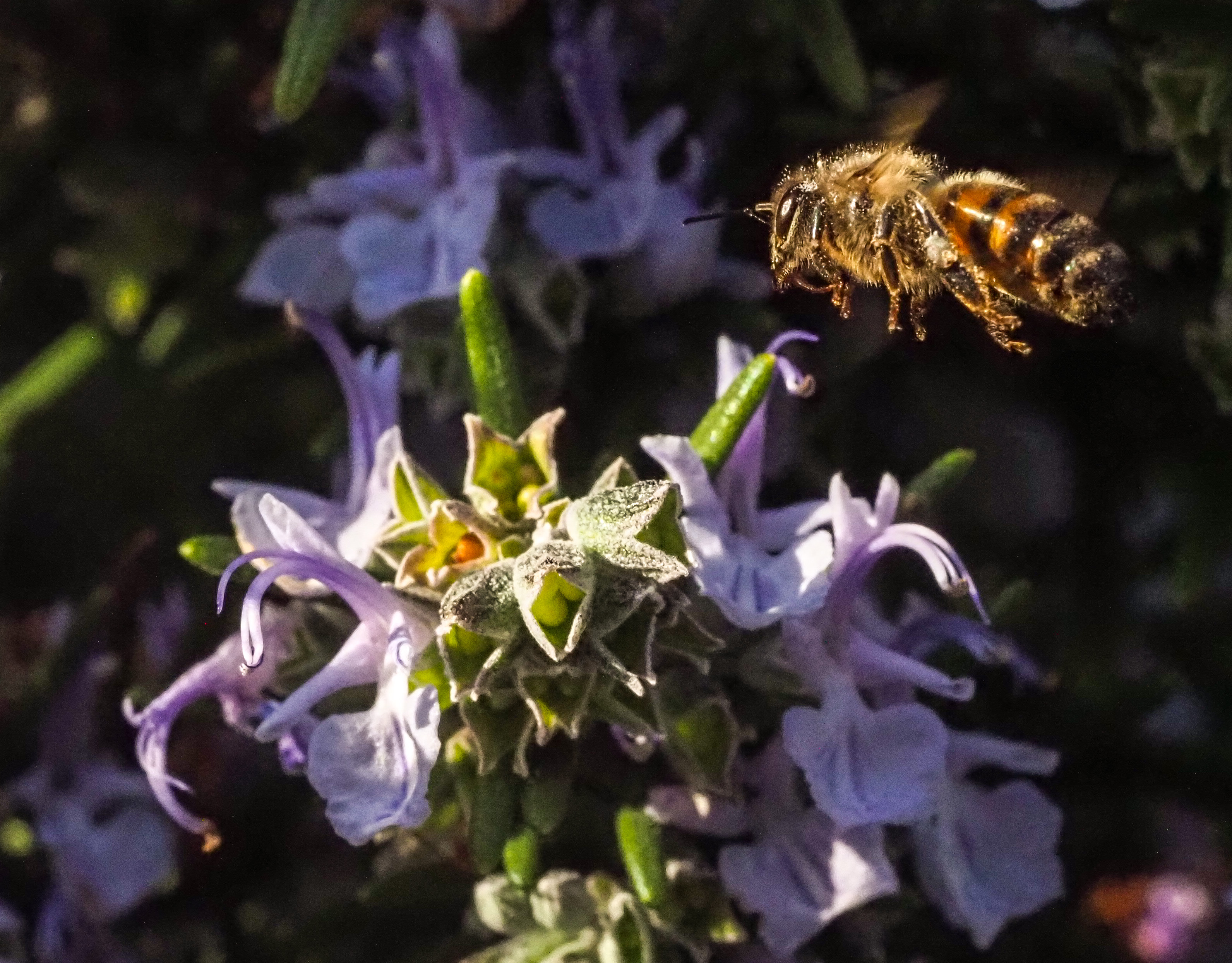 Rosemary flowers: well designed pollen dusters! – Ray Cannon's nature notes