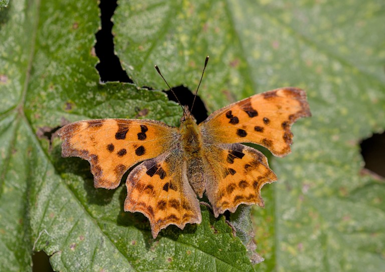 A kaleidoscope of commas! – Ray Cannon's nature notes